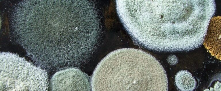 Where Does Mold Like to Grow in Your Home? - Mold Zero Services LLC