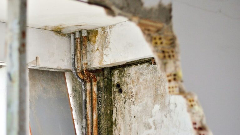 Common Mold Types, Causes & How to Prevent Them - Mold Zero Services LLC